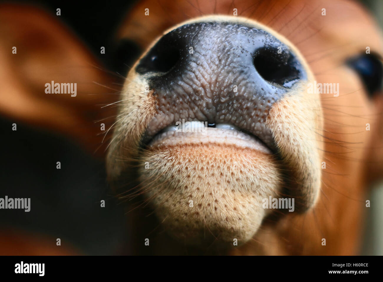 Cow head anatomy hi-res stock photography and images - Alamy