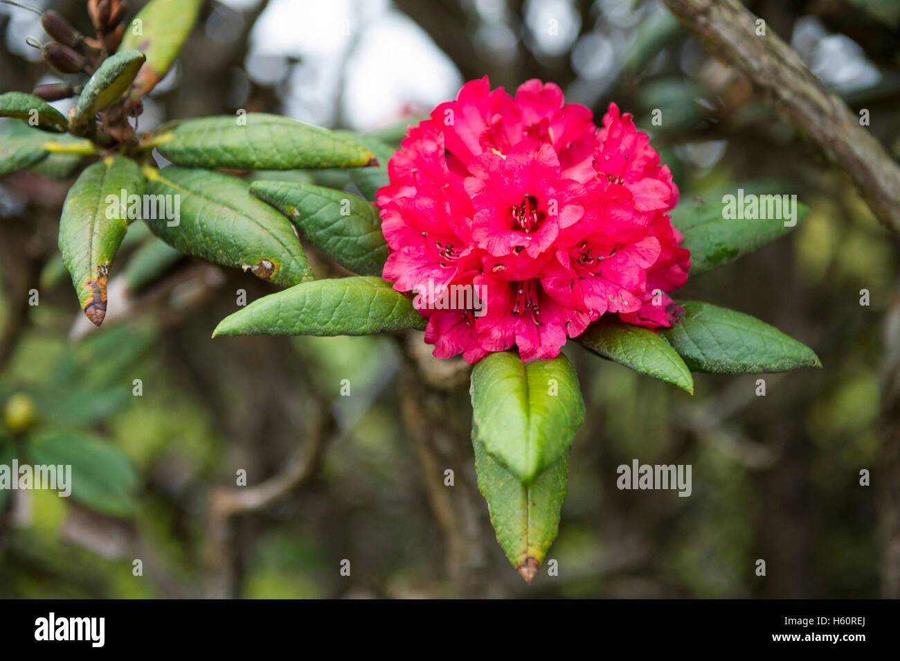 Rhododendron, Rhododendron arboreum, Horton Plains National Park, Sri ...
