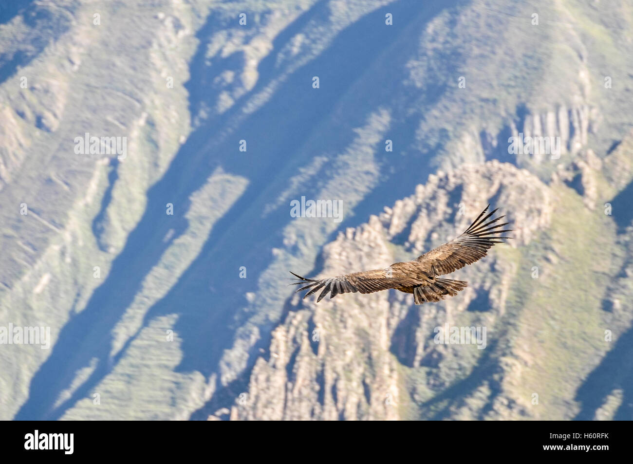 Flying Condor Peru High Resolution Stock Photography and Images - Alamy