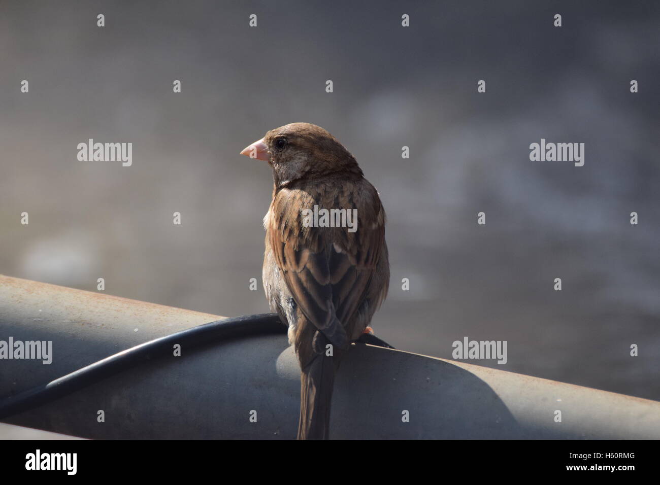 Sparrow close up Stock Photo - Alamy