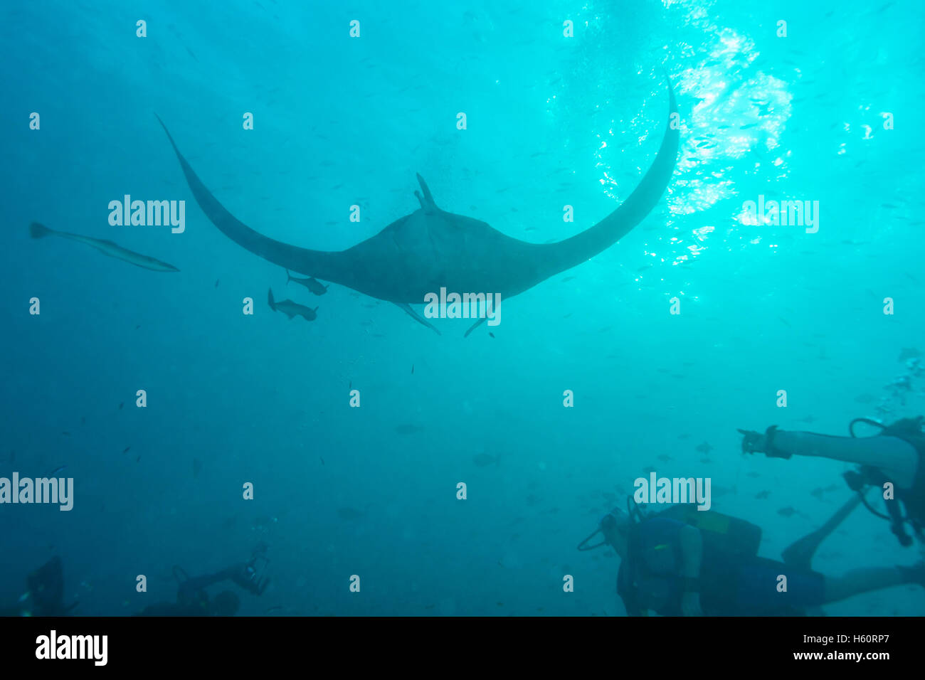 Swimming with manta rays maldives hi-res stock photography and images ...