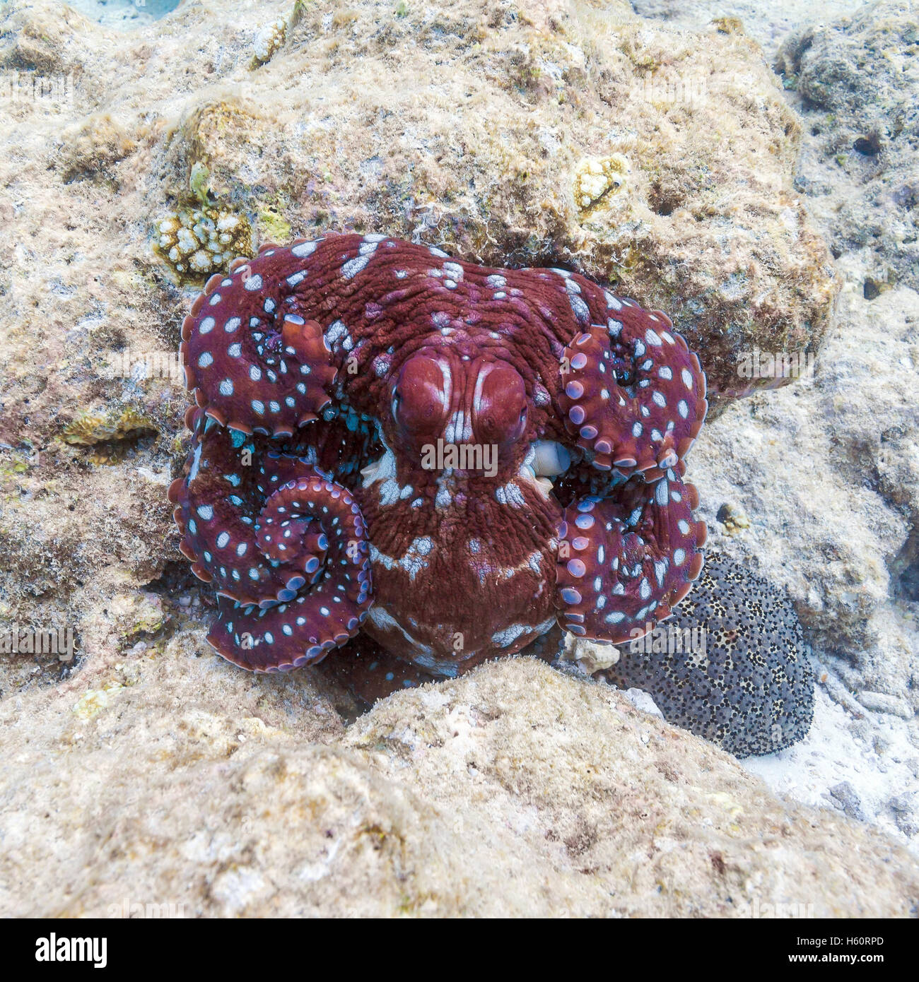 Alive red octopus sitting on coral reef Indian ocean, Maldives Stock ...
