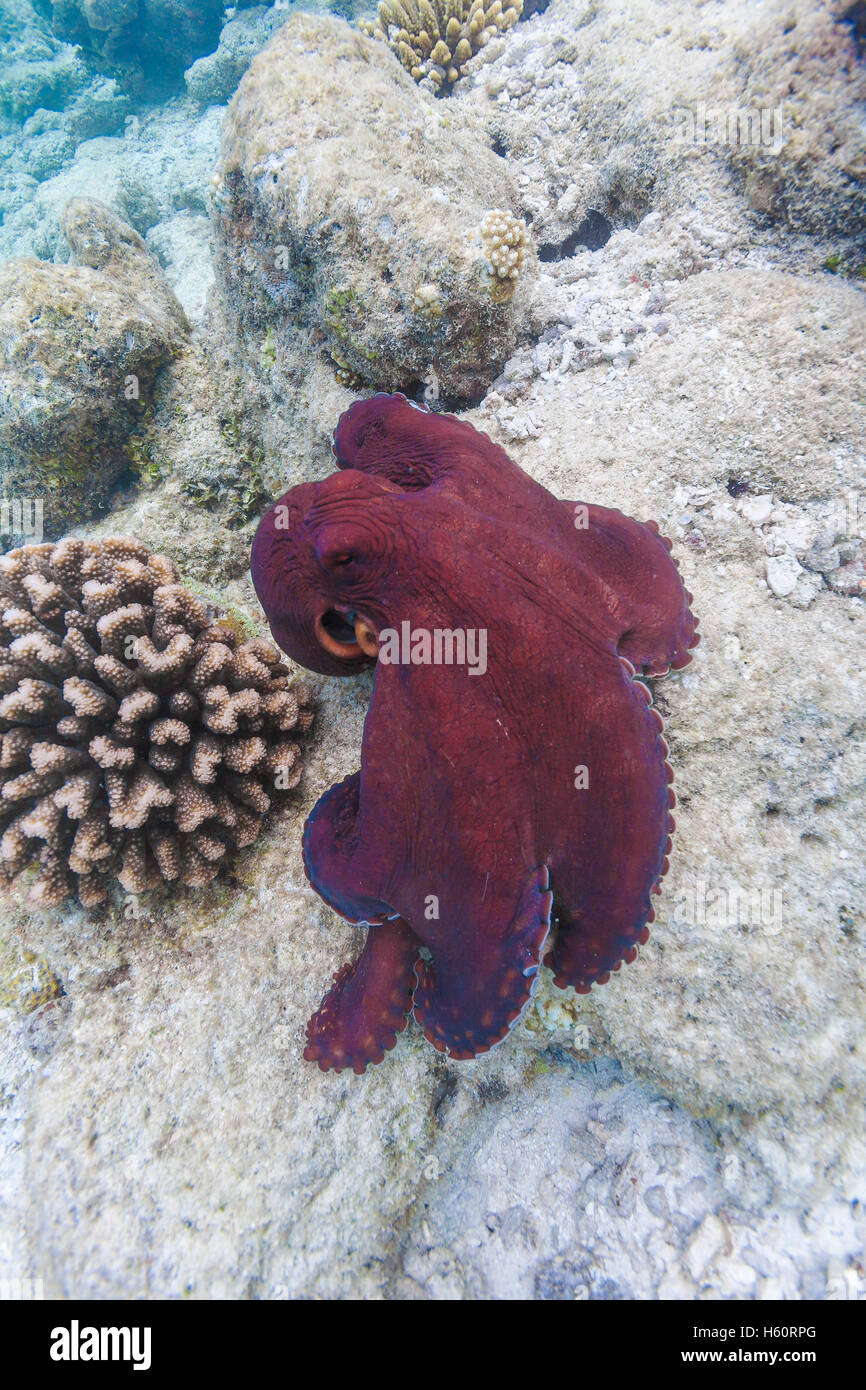 Alive red octopus sitting on coral reef Indian ocean, Maldives Stock ...