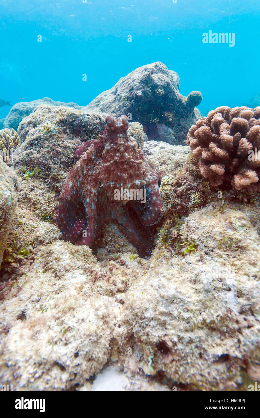 Alive red octopus sitting on coral reef Indian ocean, Maldives Stock ...