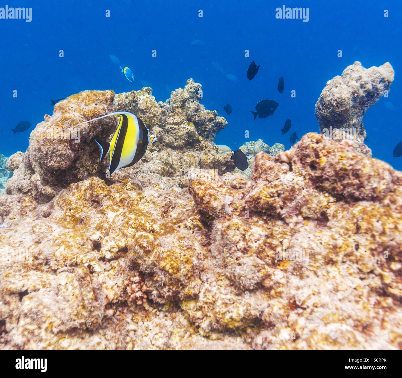 Moorish idol fish in shallow water near the corals on the seabed ...