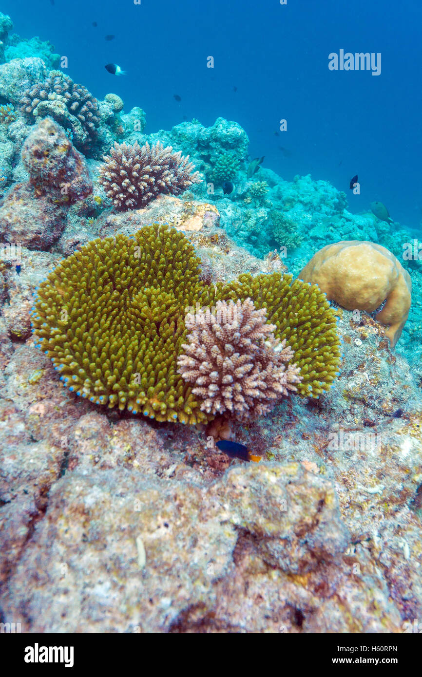 Flock tropical fish on coral hi-res stock photography and images - Alamy