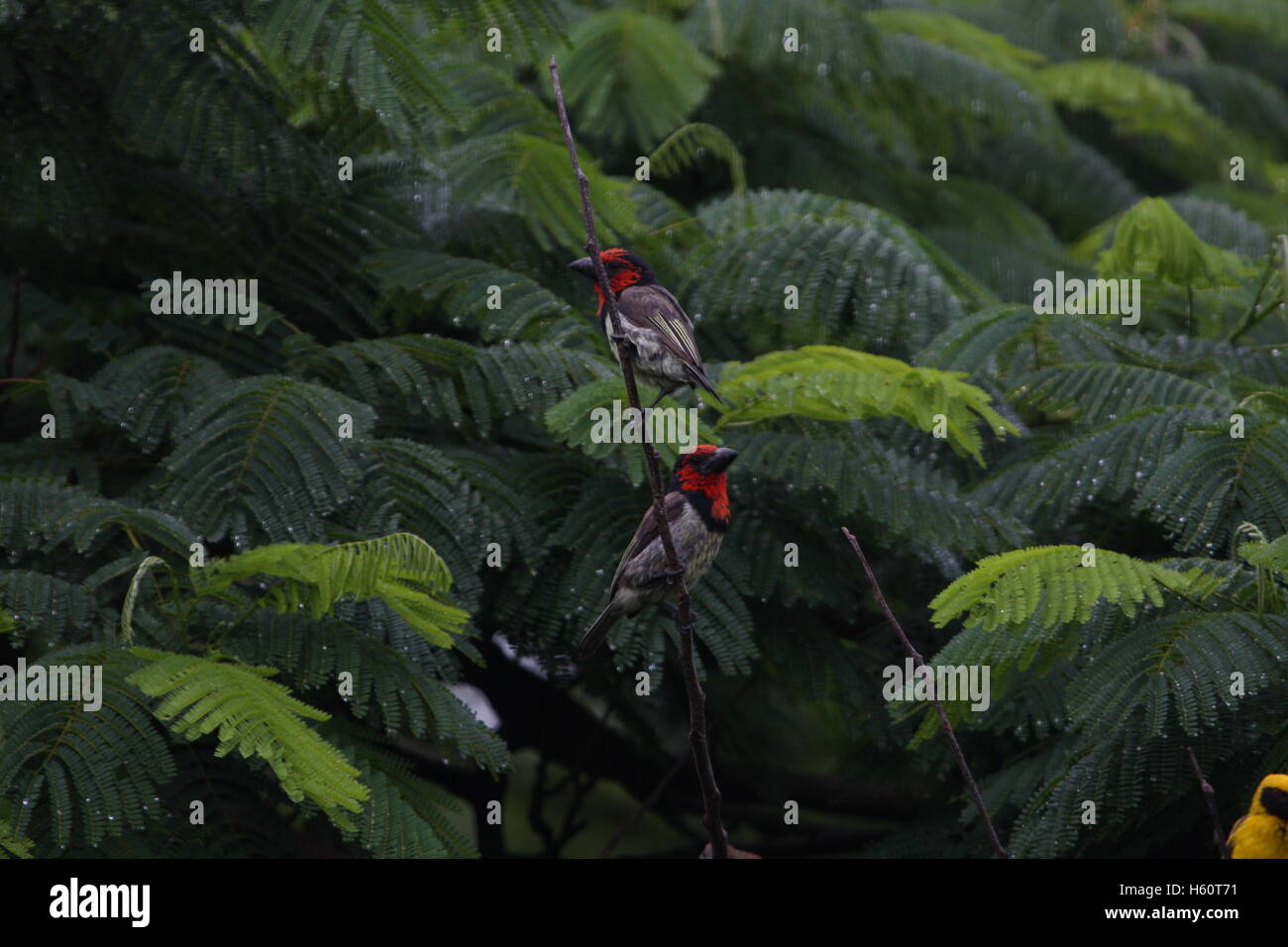 A pair of black collared barbets waiting for the flying ants to emerge ...