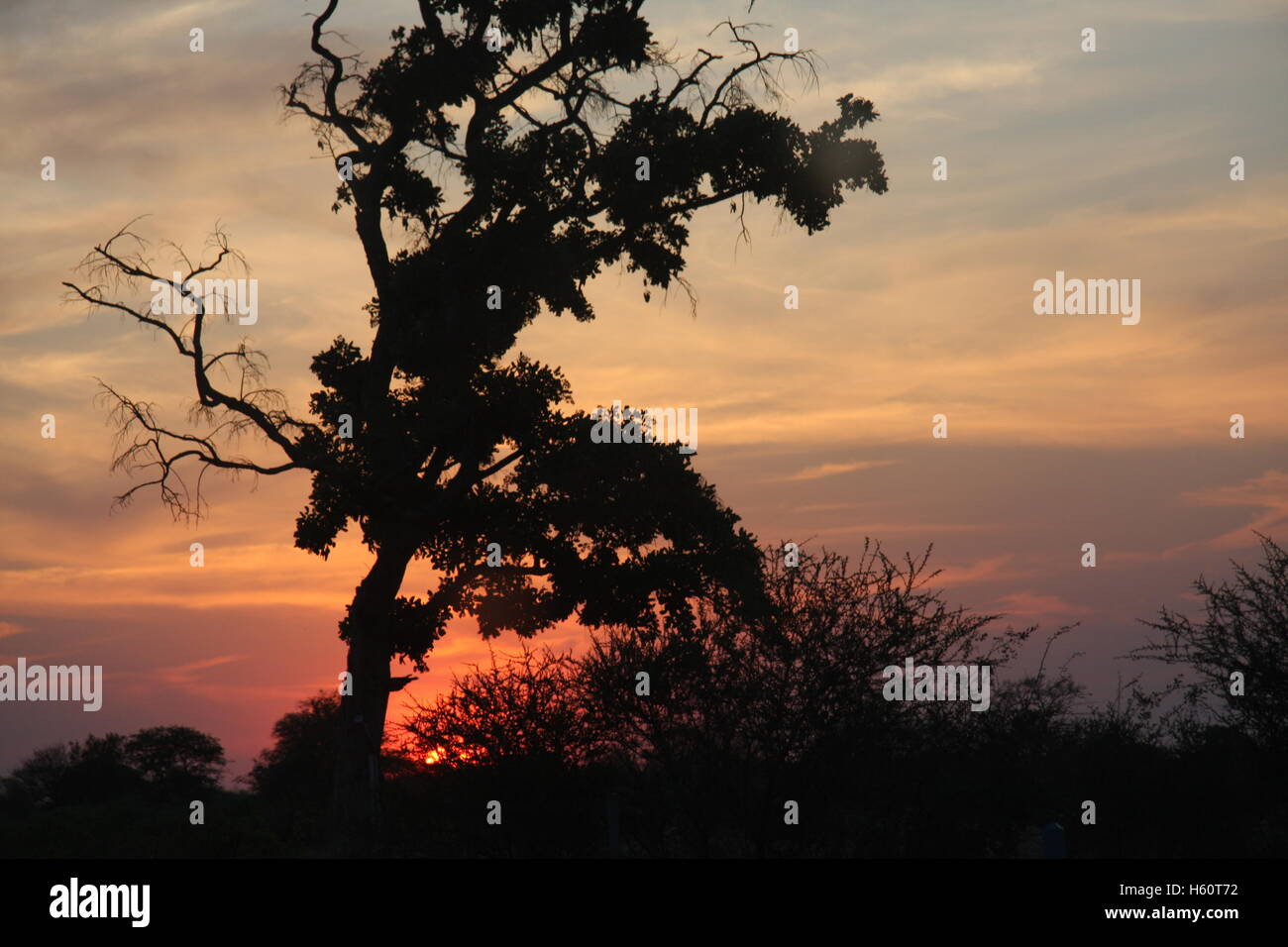 Africa bushveld hi-res stock photography and images - Alamy