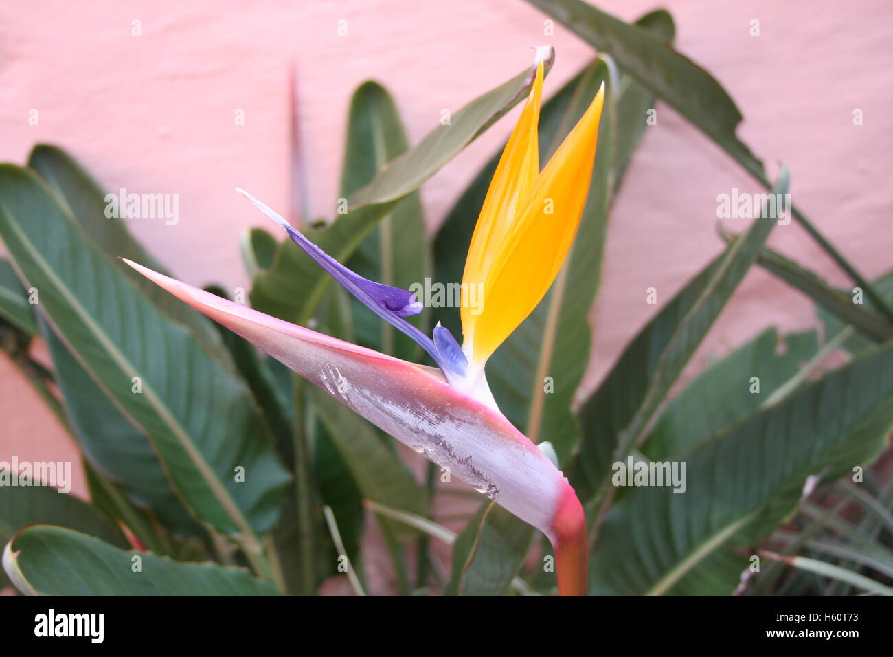 Pale form of Strelitzia Stock Photo - Alamy