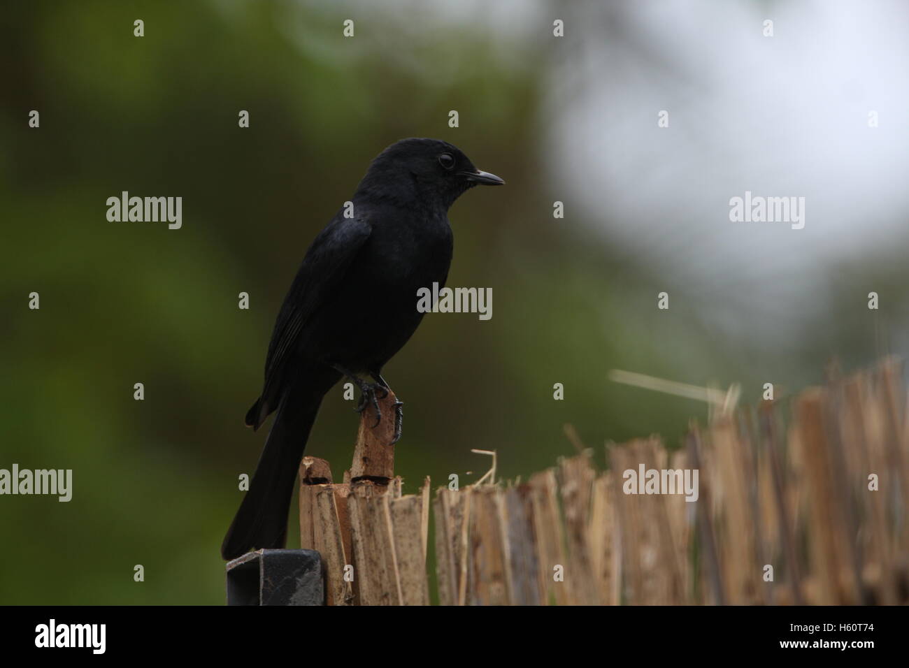 Southern black flycatcher Stock Photo - Alamy