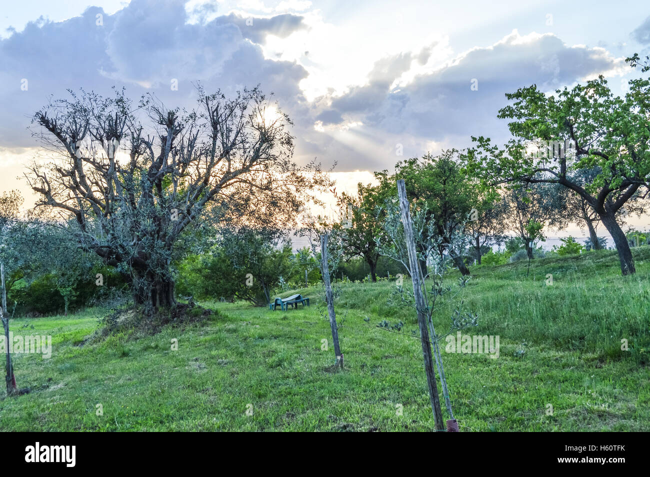 olive trees and fruit trees in early spring at Euganean Hills, Veneto ...