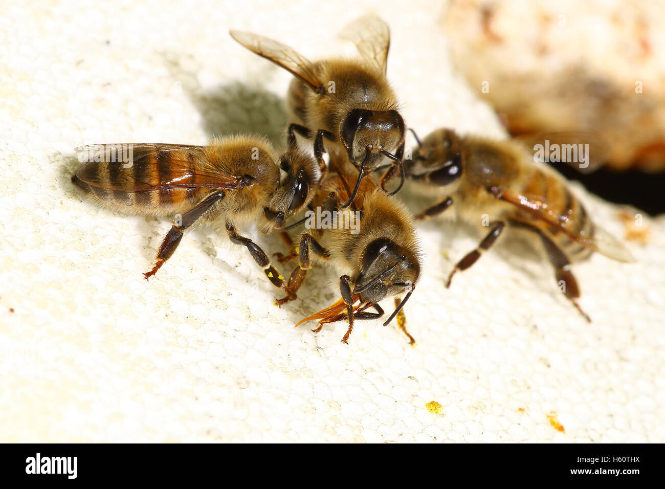Healthy beehive hi-res stock photography and images - Alamy