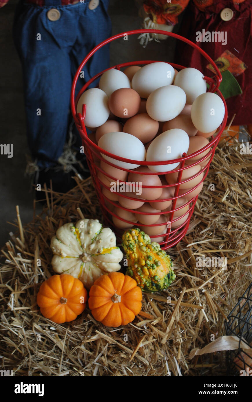 Fresh Farm Chicken & Duck Eggs with Fall Decor Stock Photo - Alamy