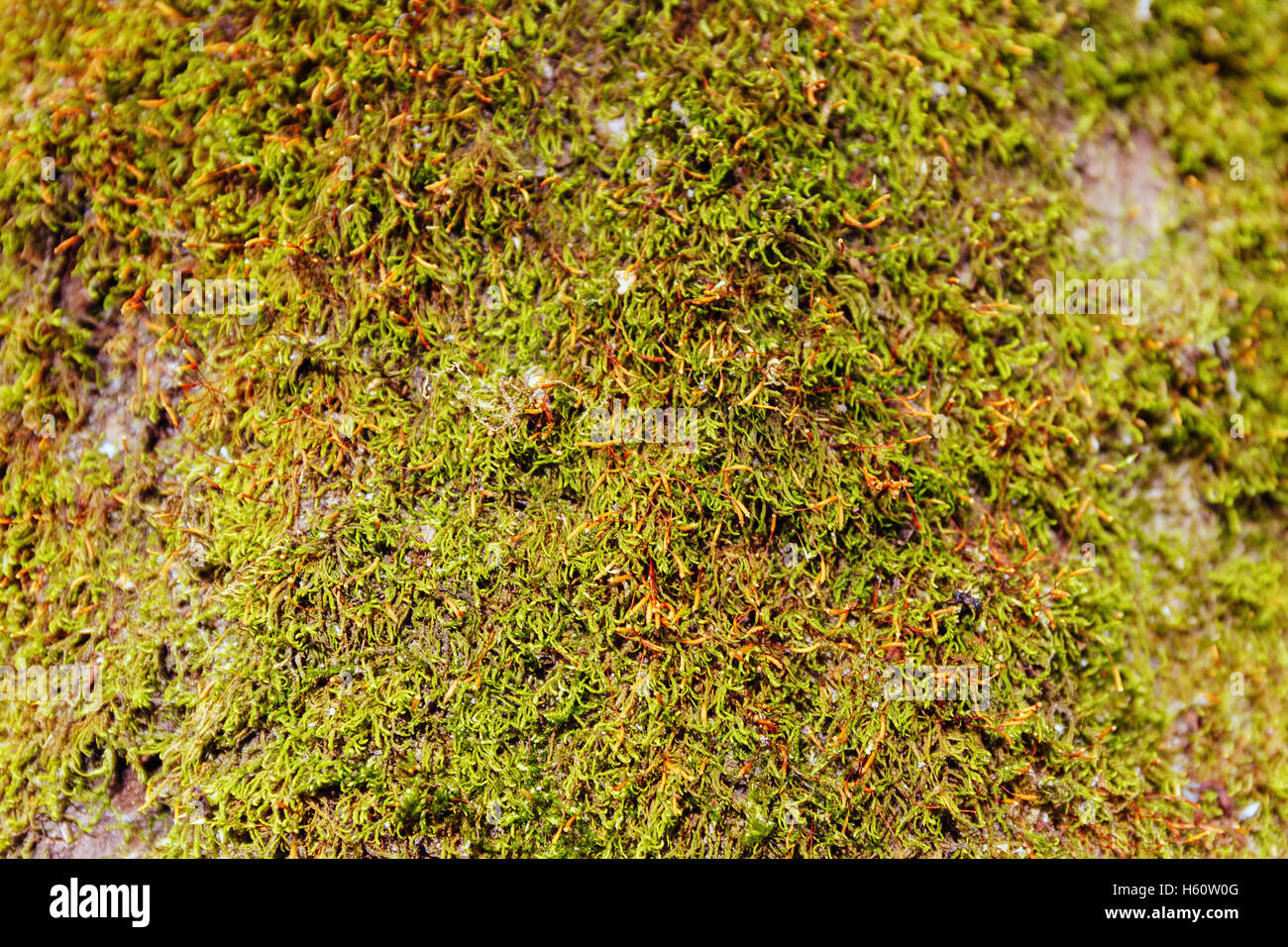 moss texture or background Stock Photo - Alamy