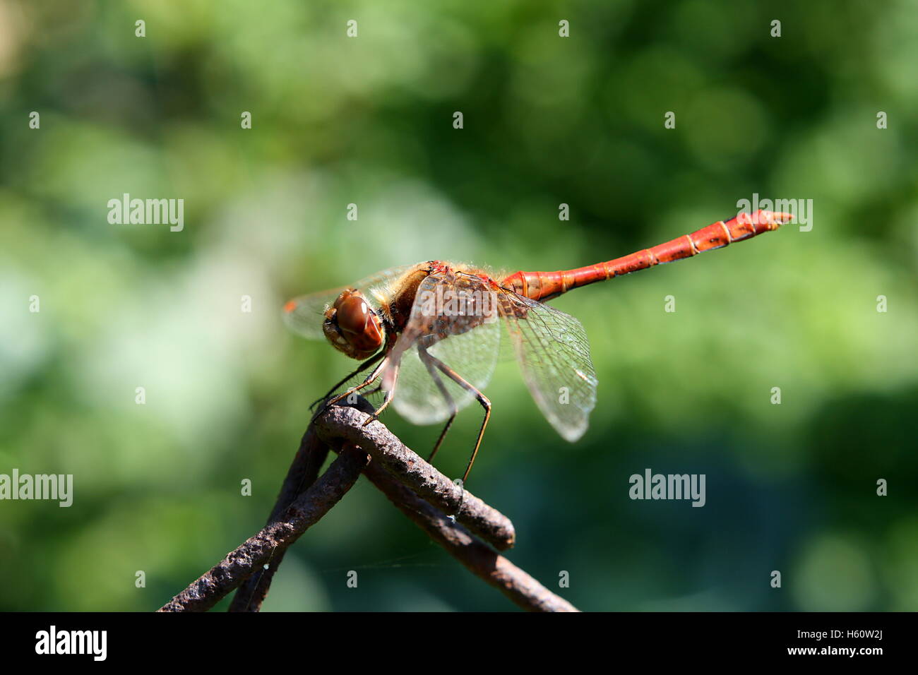 Dragonfly sitting on a rod in summer sunset Stock Photo - Alamy