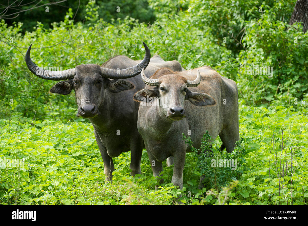 Wild water buffalo, Bubalus bubalus, Yala National Park, Sri Lanka ...