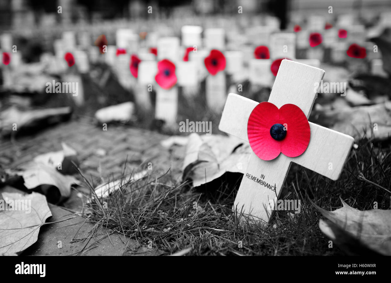 Poppy Cross, Remembrance day display in Westminster Abbey Stock Photo ...