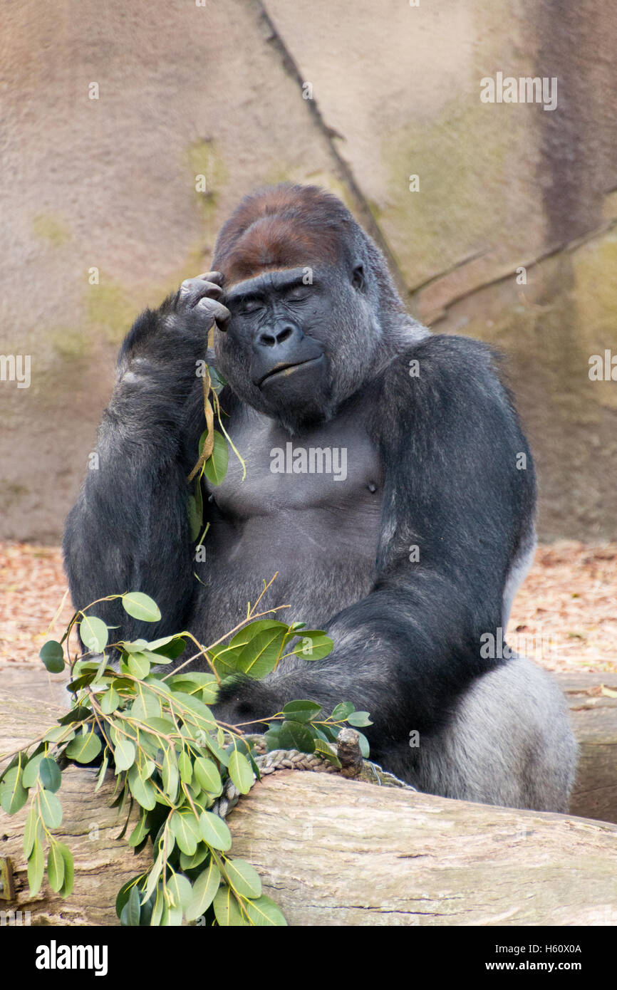 Gorilla adult male silverback hi-res stock photography and images - Alamy