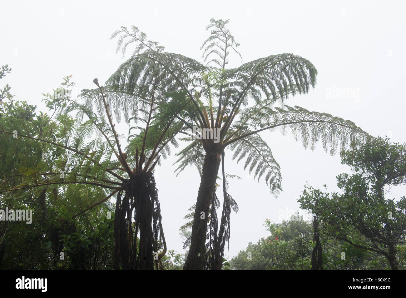 Tree ferns on Mount Pedro or Pidurutalagala, the tallest mountain in ...
