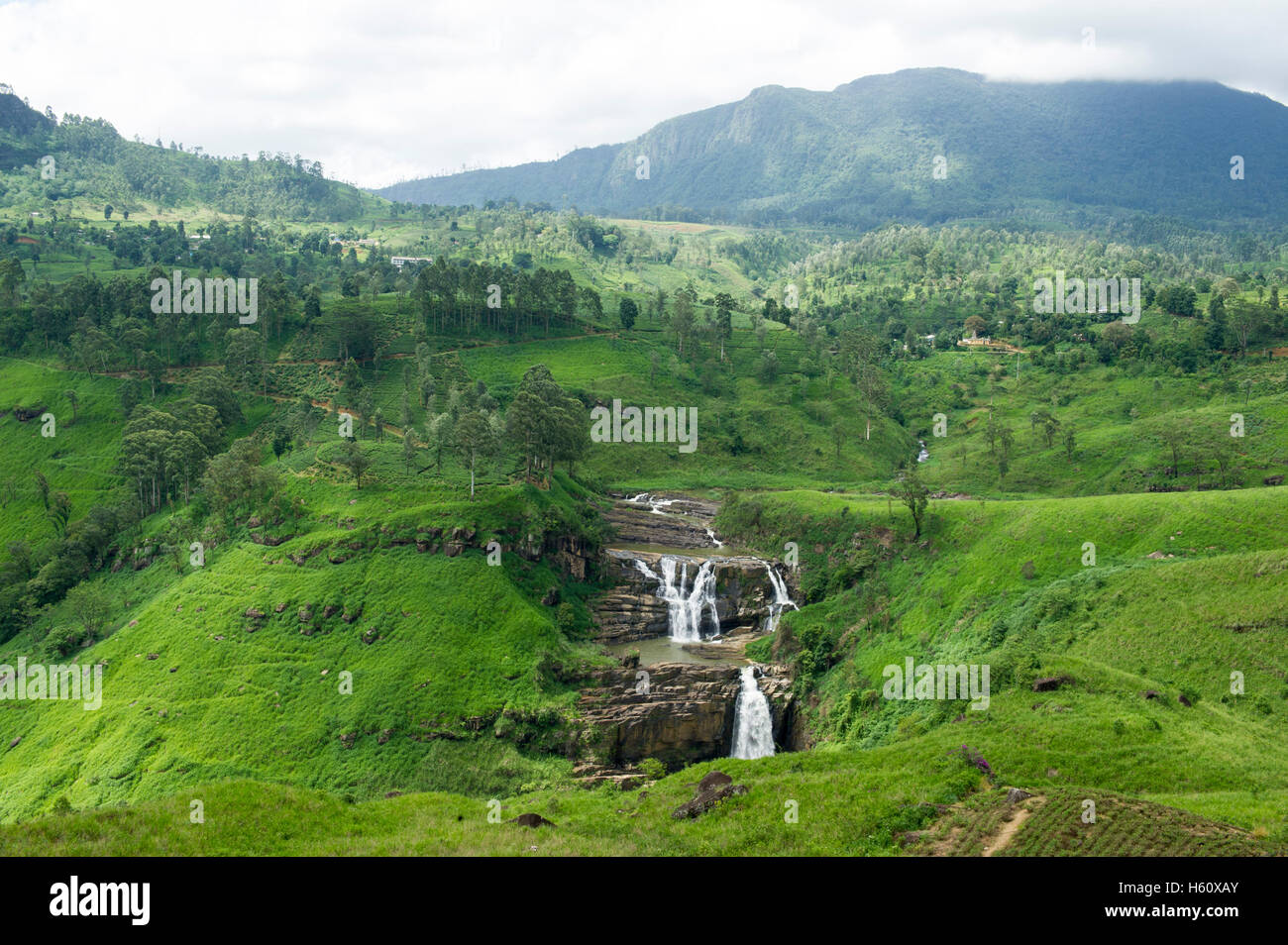 Dimbula hi-res stock photography and images - Alamy