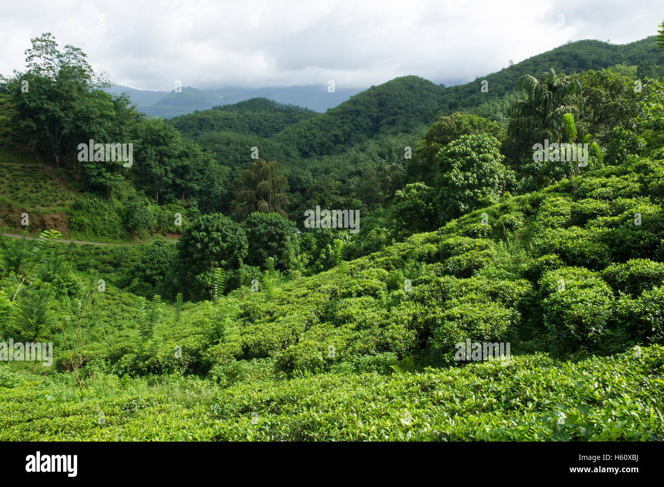 Tea plantation near Kitugala, Sri Lanka Stock Photo - Alamy
