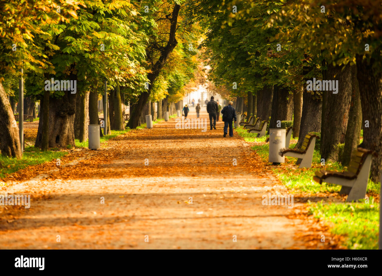 Path in the autum park Stock Photo - Alamy