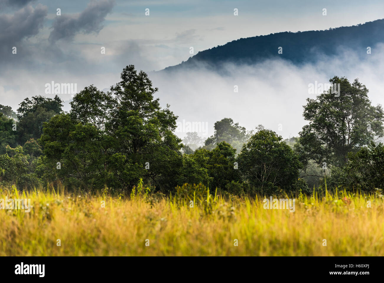 Rain Forest Meadow Mist Stock Photo - Alamy