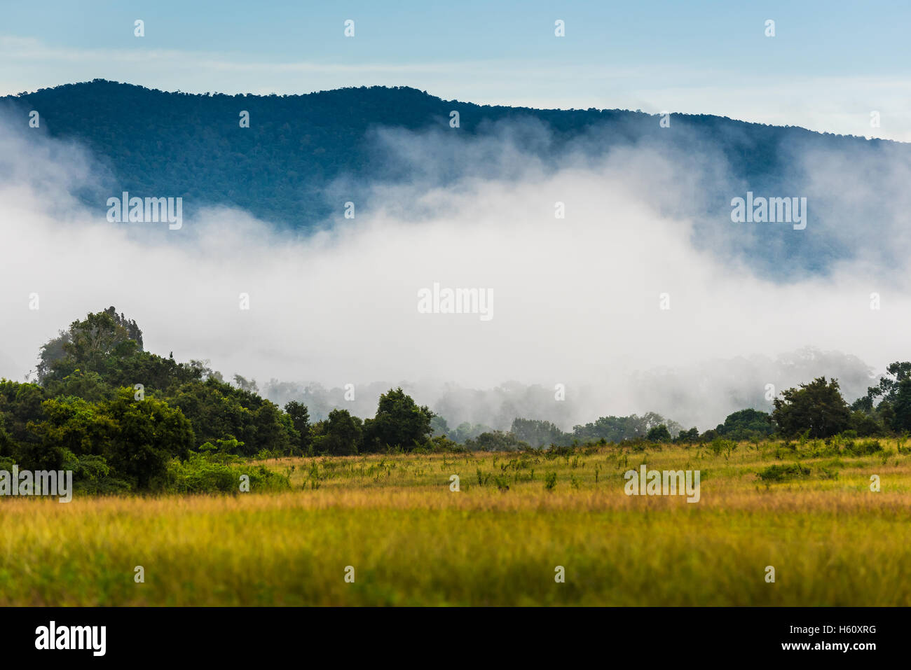 Rain Forest Meadow Mist Stock Photo - Alamy
