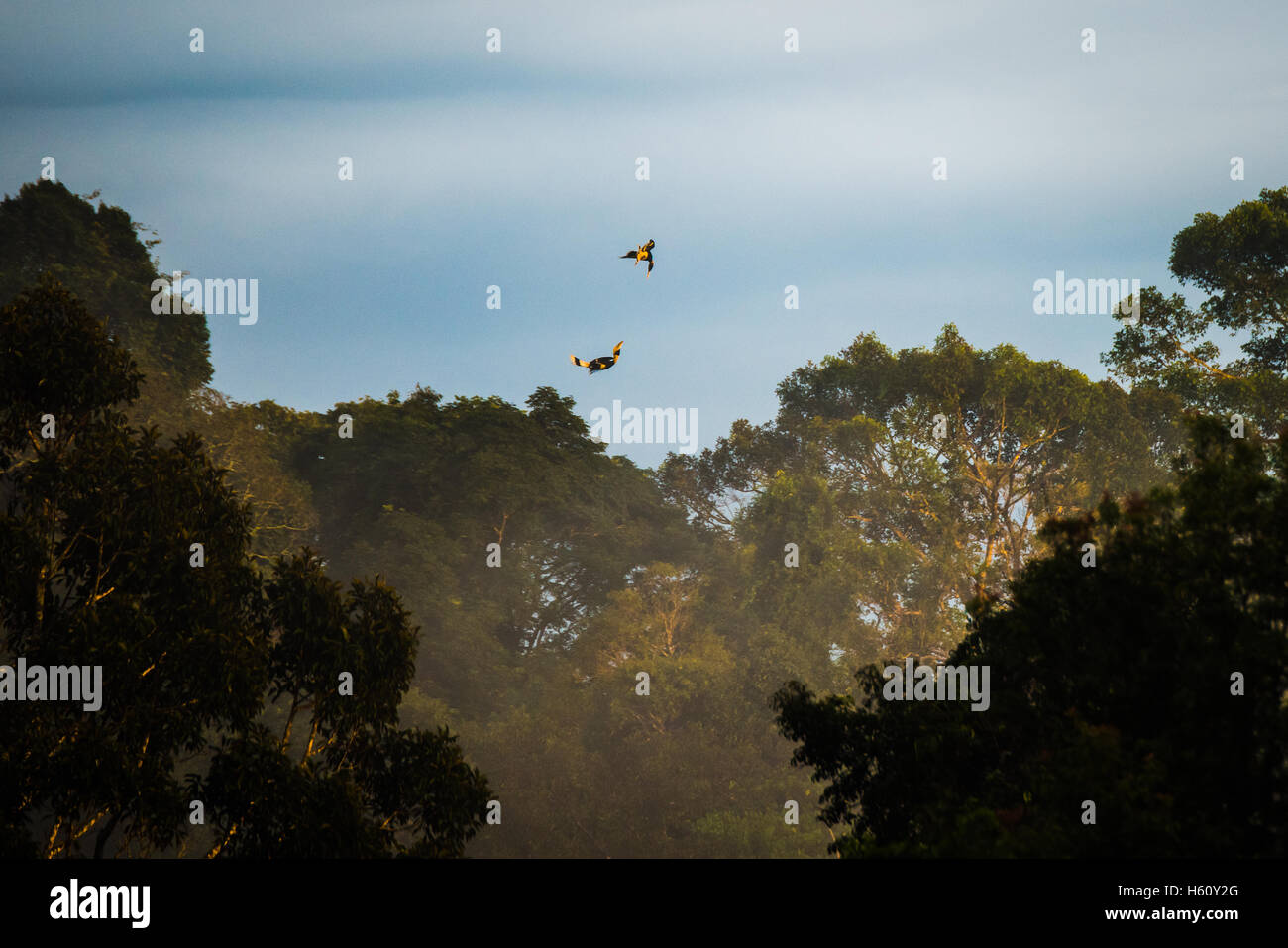 Hornbills flying in rain forest Stock Photo - Alamy