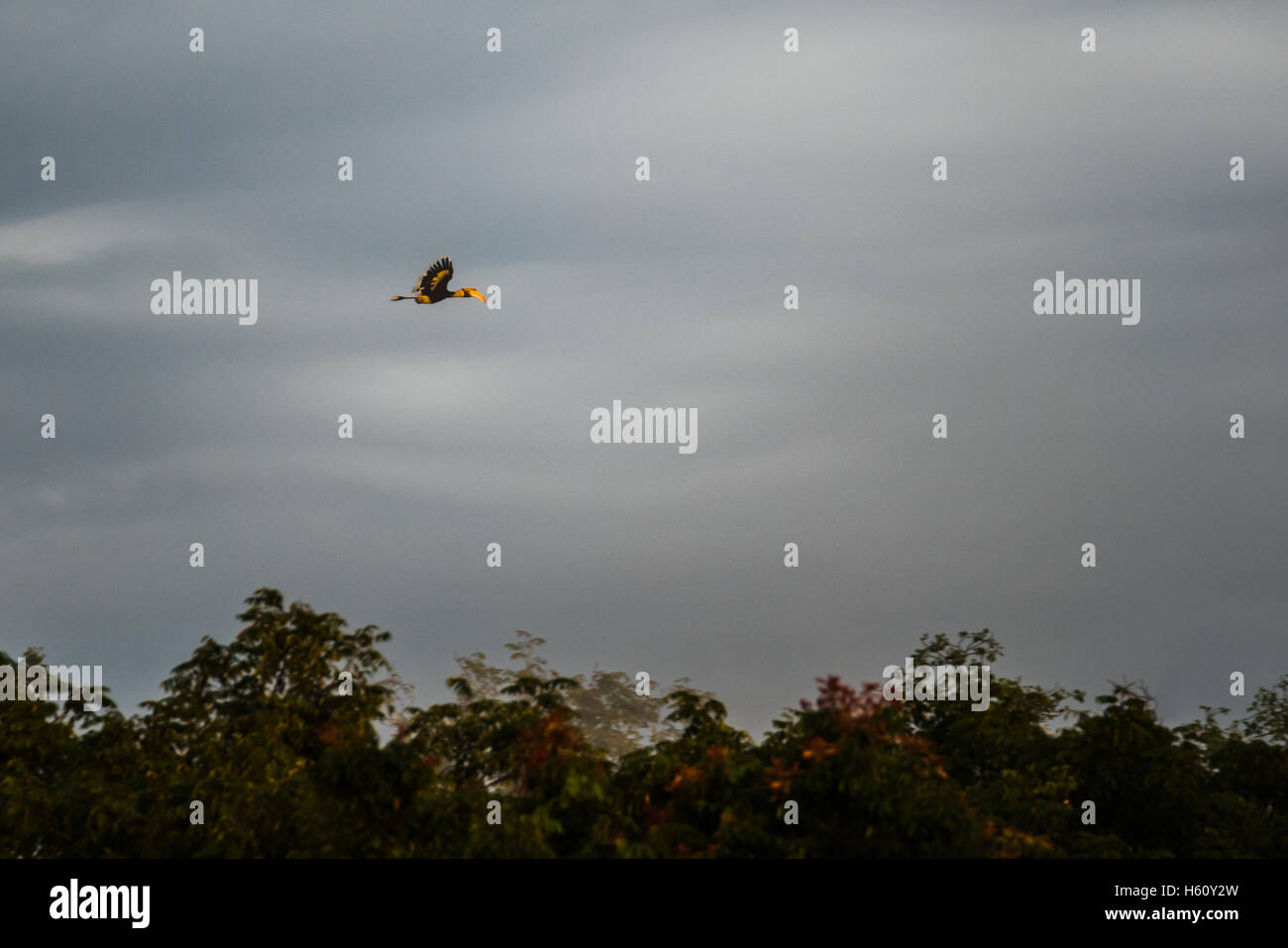 Hornbills flying in rain forest Stock Photo - Alamy