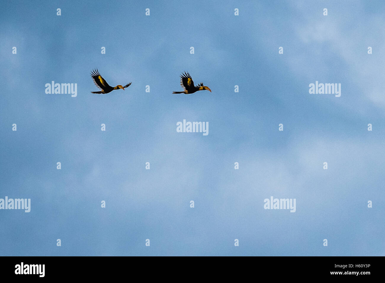 Hornbills flying in rain forest Stock Photo - Alamy