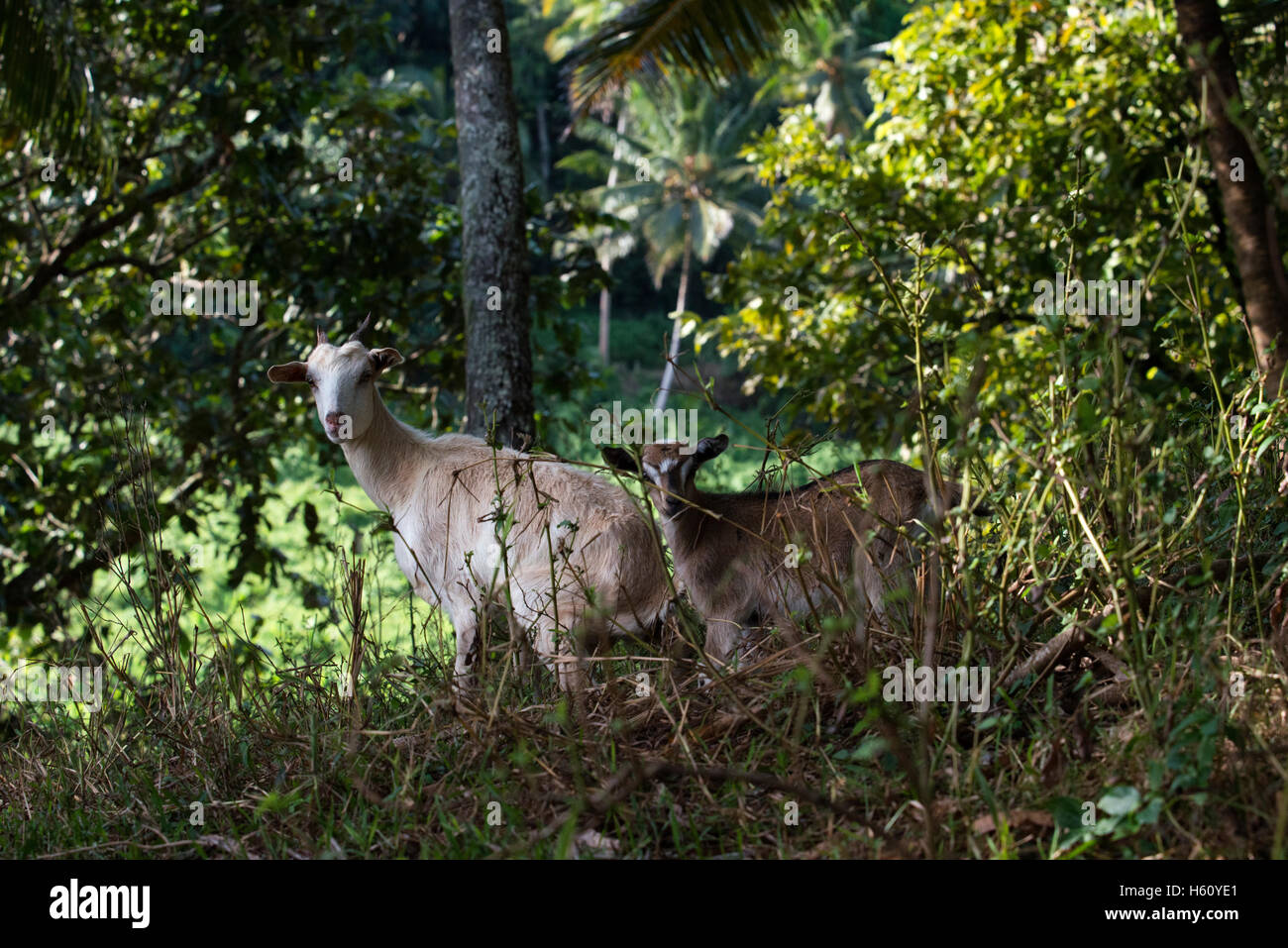 Atiu Island. Cook Island. Polynesia. South Pacific Ocean. Several goats ...