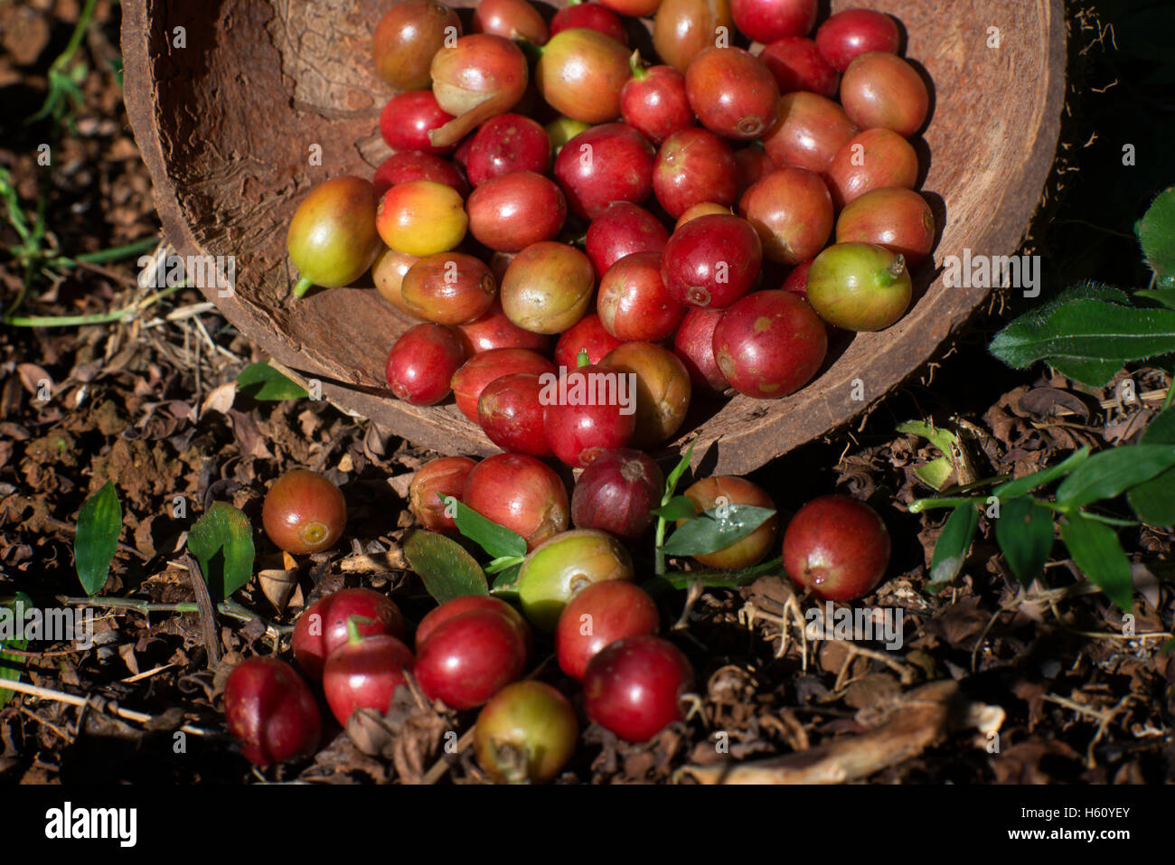 Atiu island hi-res stock photography and images - Alamy