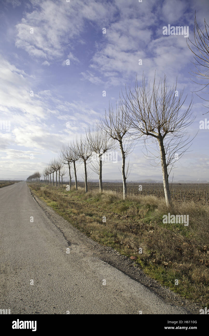 Way of trees in the forest, detail of a road in the countryside, nature ...