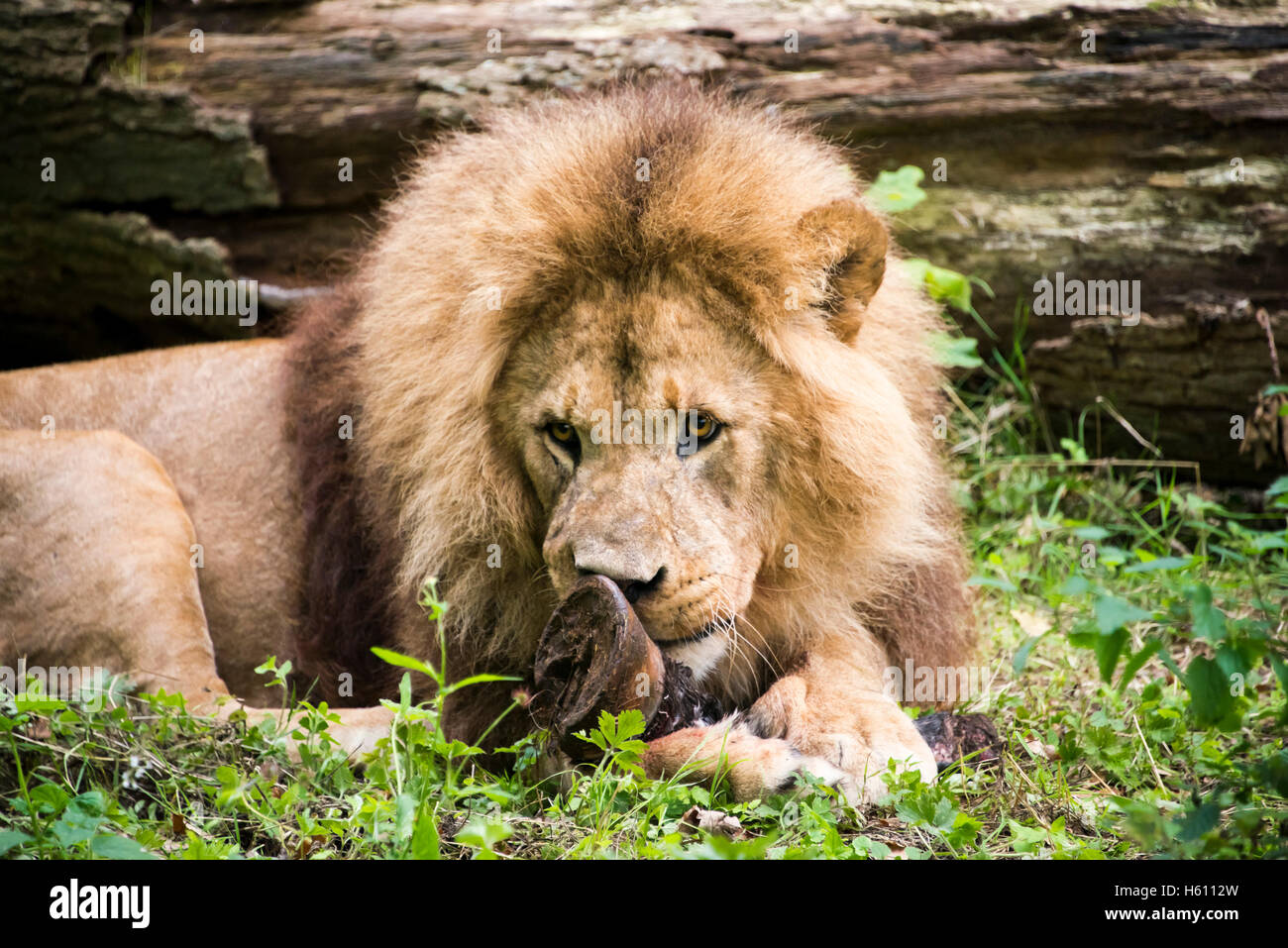 Horizontal close up of an African Lion Stock Photo - Alamy