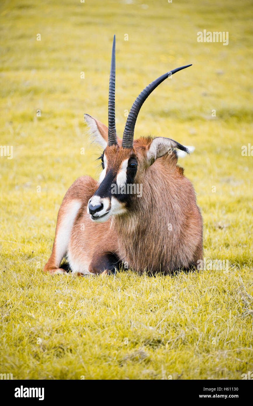 Female sable antelope in hi-res stock photography and images - Alamy
