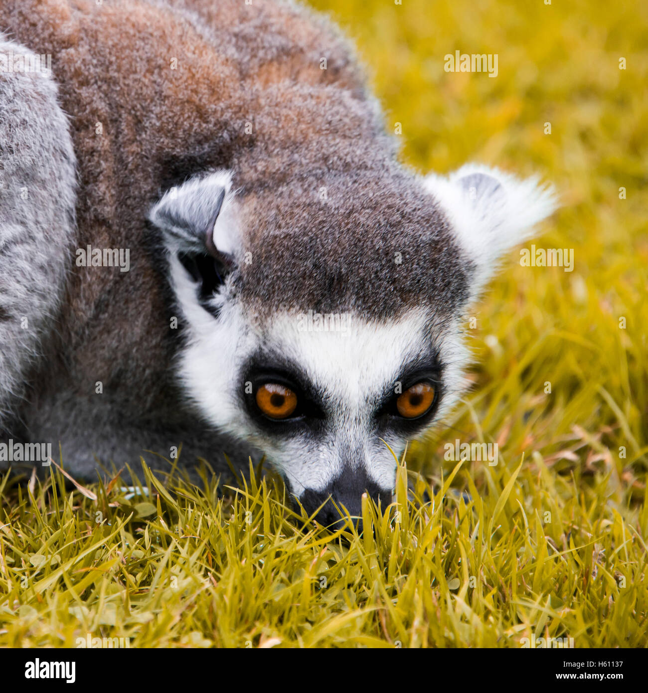 Close up detailed fully hi-res stock photography and images - Alamy