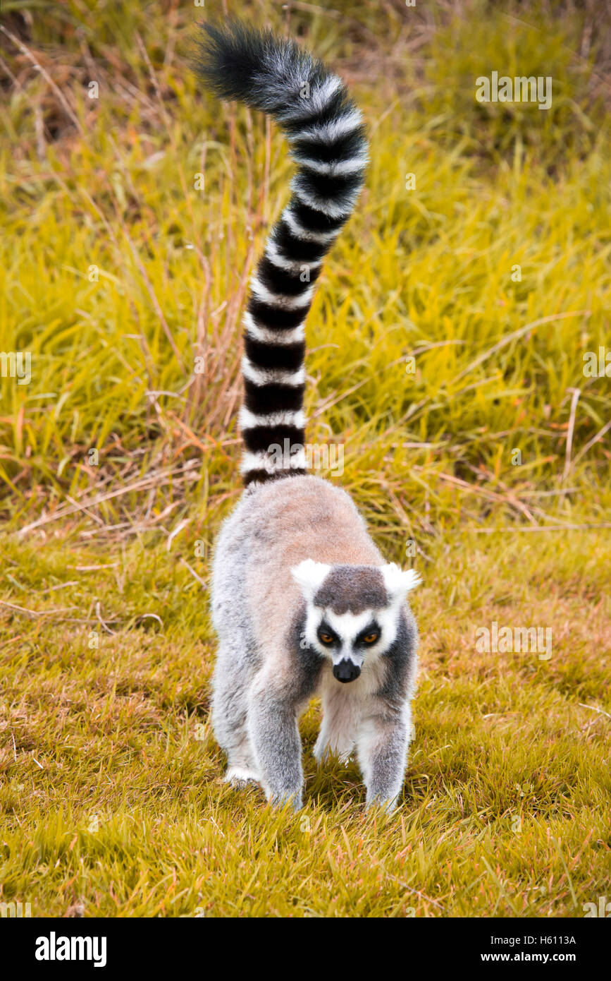 Ring tailed lemur lemur catta standing hi-res stock photography and ...