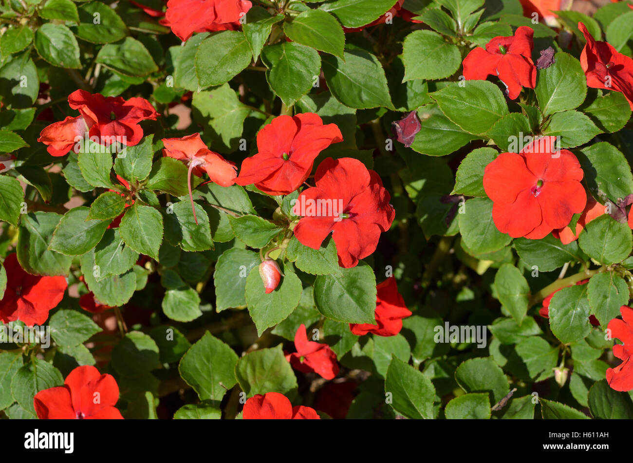 Closeup of bush of red flowers in ornamental garden Stock Photo - Alamy