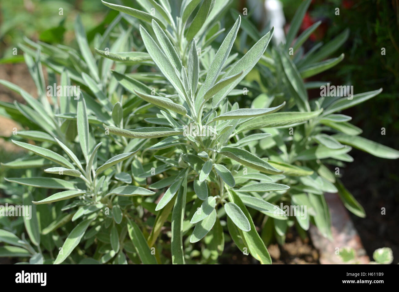 Sage bush hi-res stock photography and images - Alamy