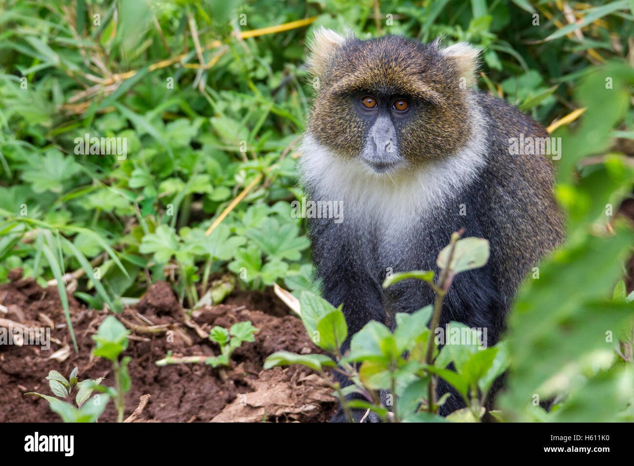 Sykes monkey Cercopithecus albogularis on the ground in foliage, the ...