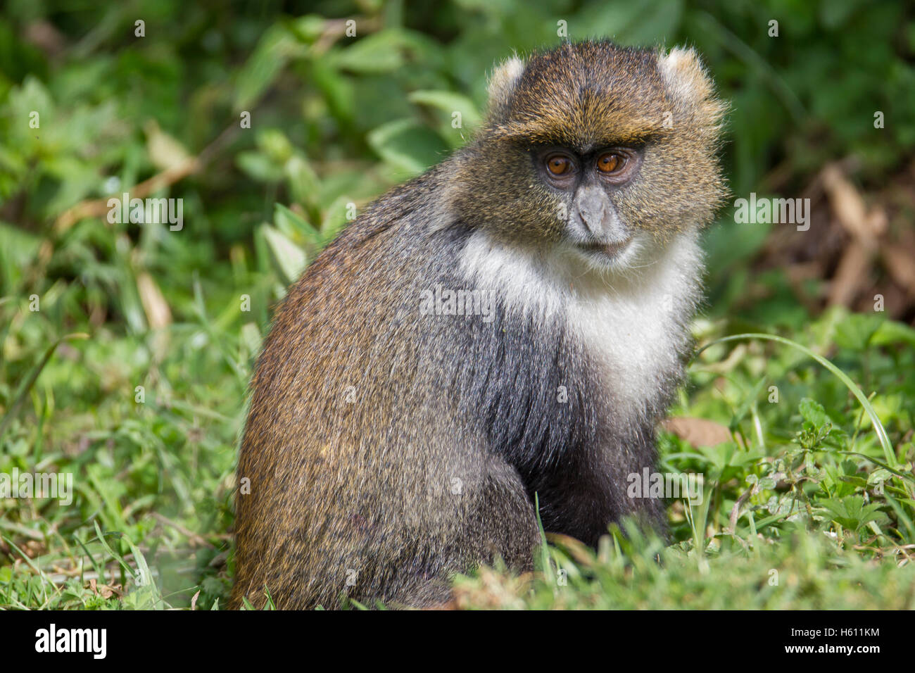 Sykes monkey Cercopithecus albogularis on the ground, the Aberdare ...