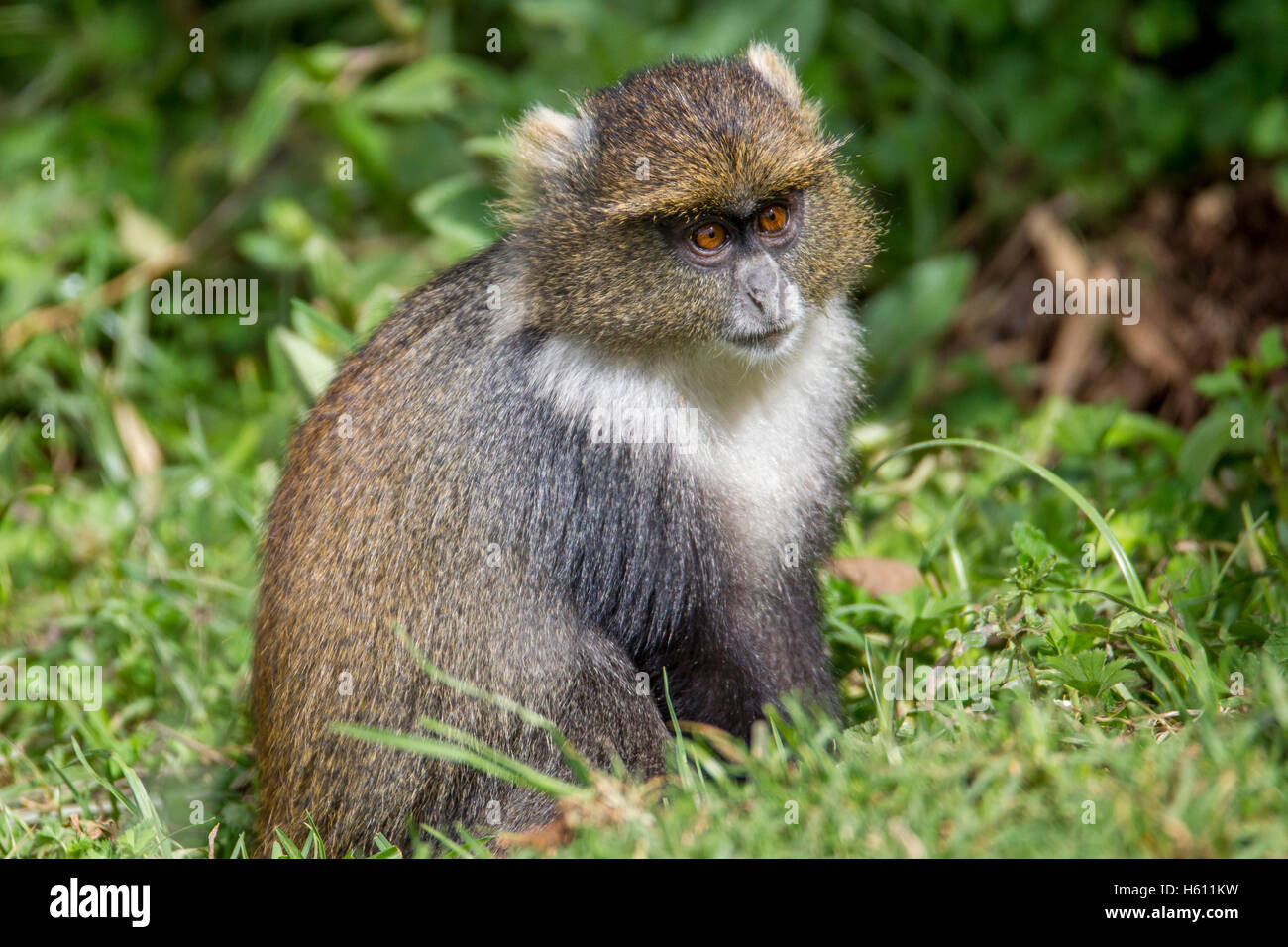 Sykes monkey Cercopithecus albogularis on the ground looking across in ...