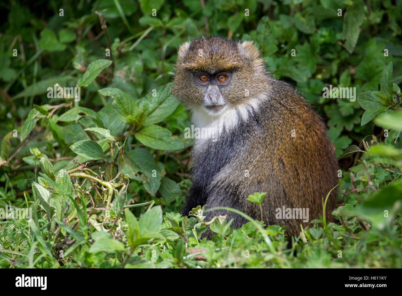 Sykes monkey Cercopithecus albogularis on the ground looking up in ...