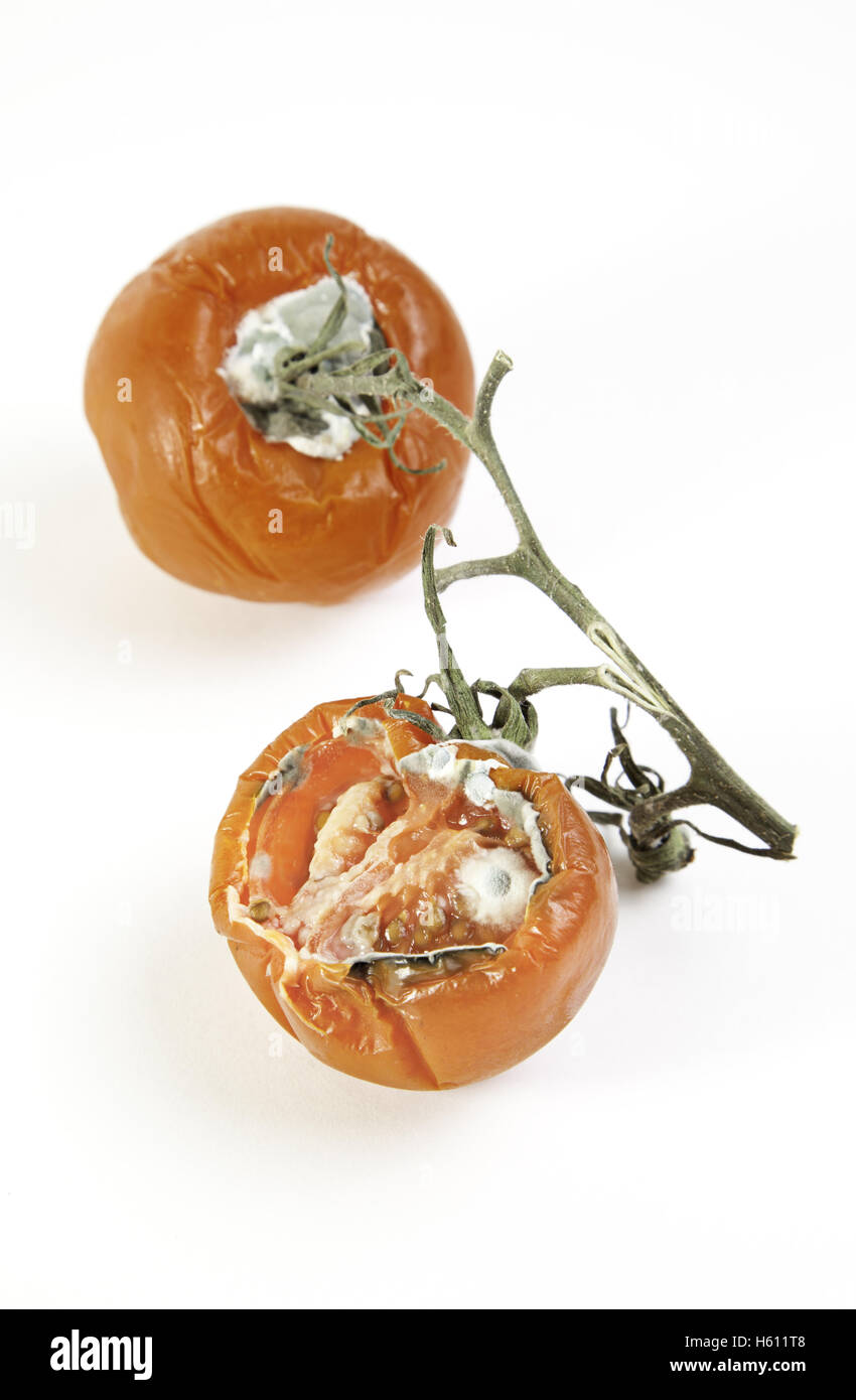 Bad tomatoes, vegetable detail spoiled by the weather, food poisoning ...