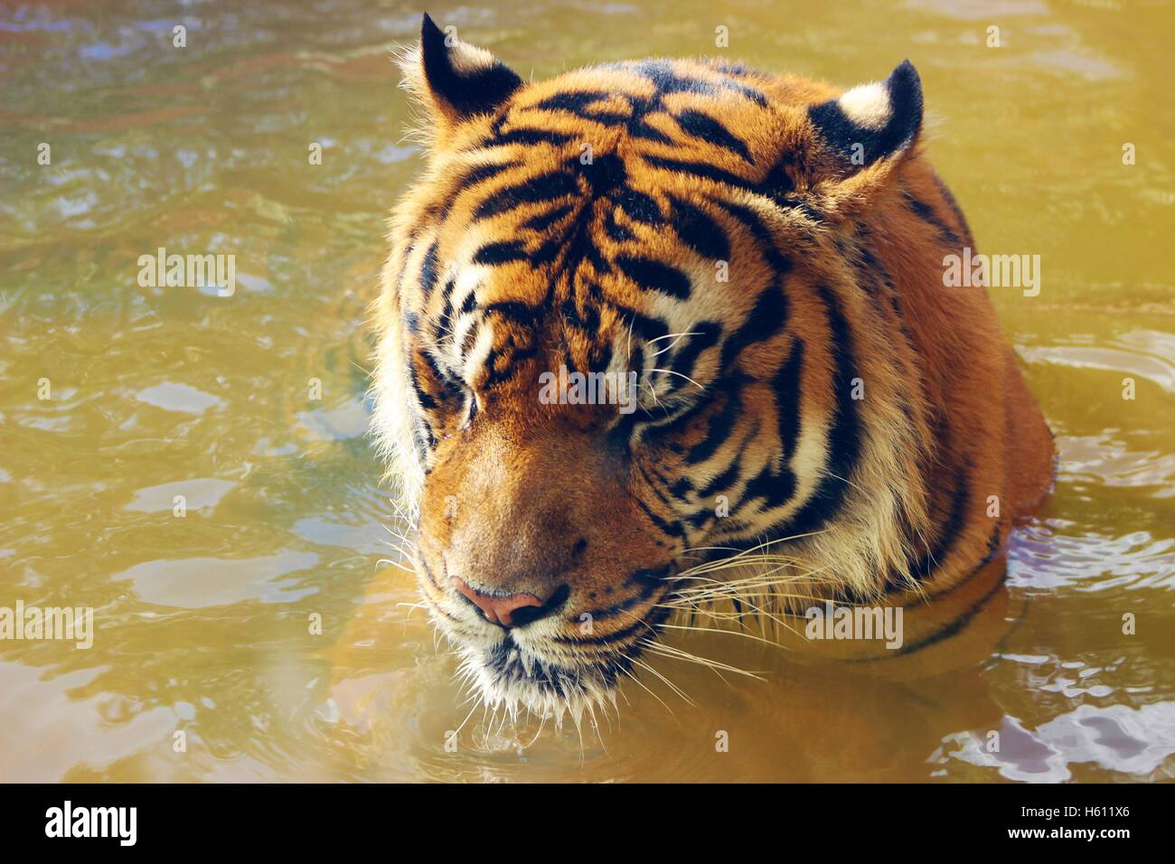 Malaysian Tiger swimming in river Stock Photo - Alamy