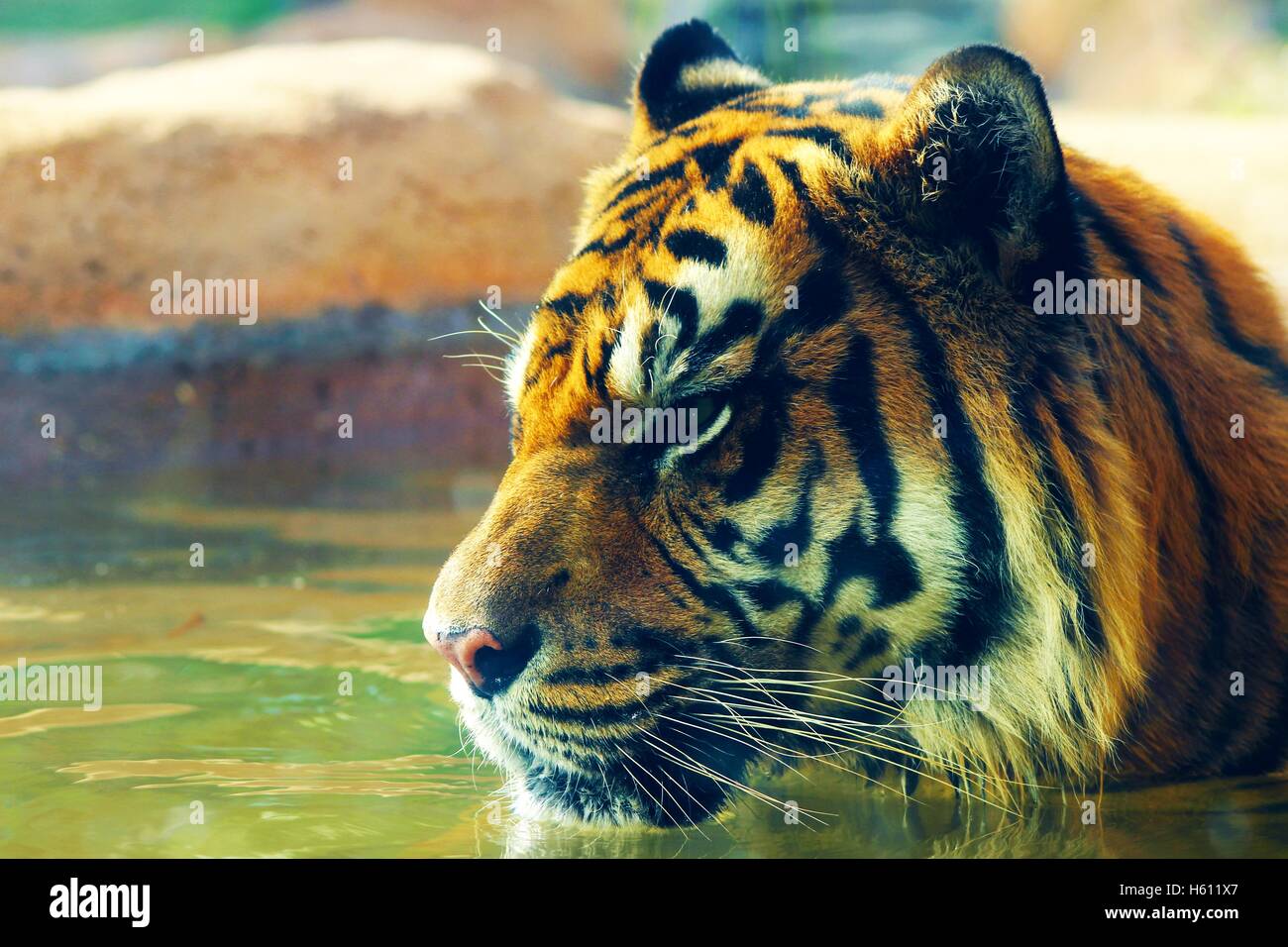 Malaysian Tiger bathing in pool of water Stock Photo - Alamy