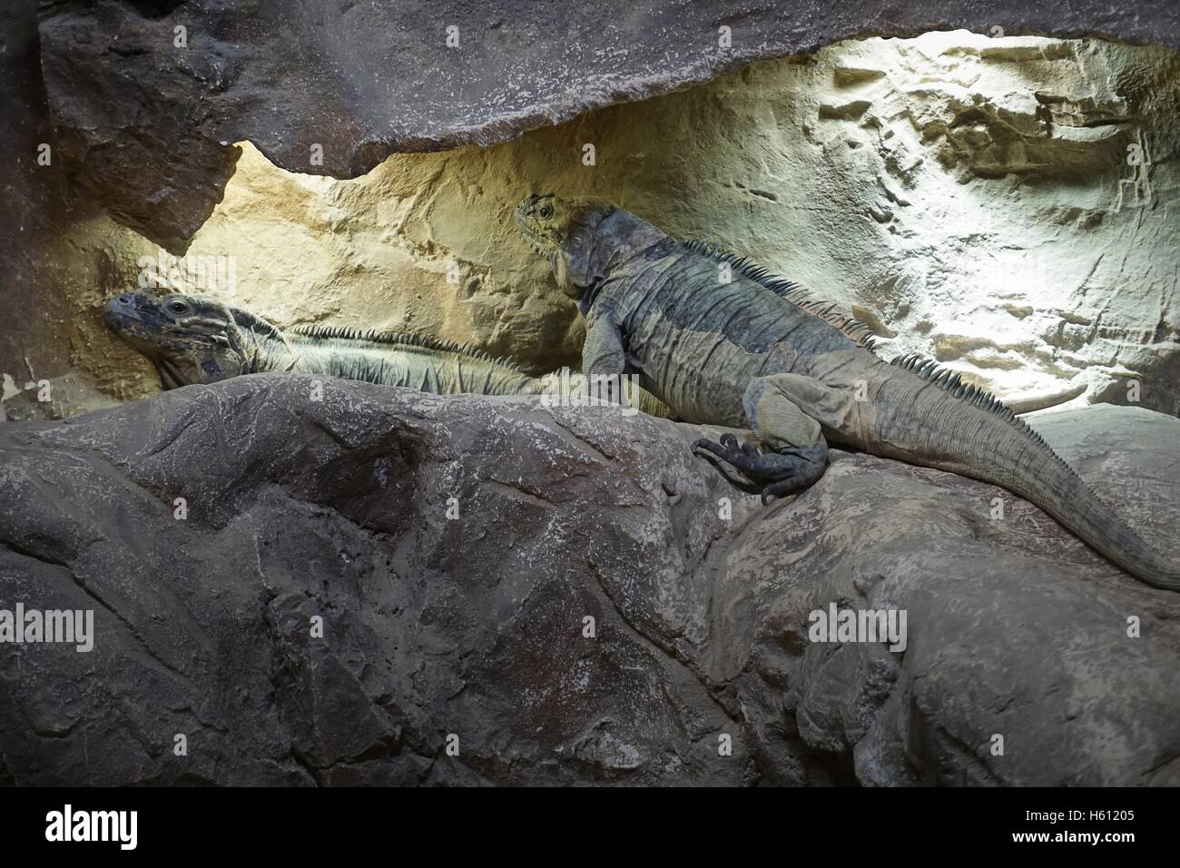 Couple lizards hi-res stock photography and images - Alamy