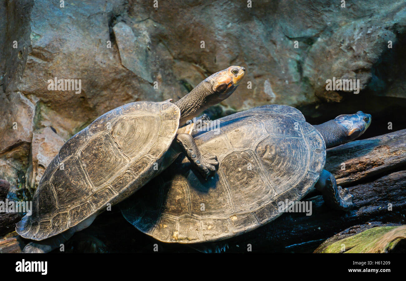 Turtles Mating High Resolution Stock Photography and Images - Alamy