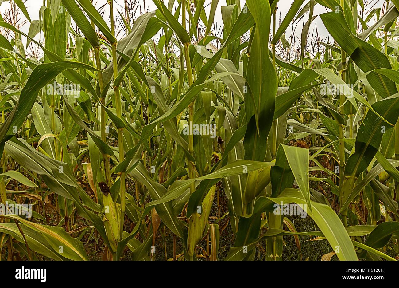 Field of corn Stock Photo - Alamy